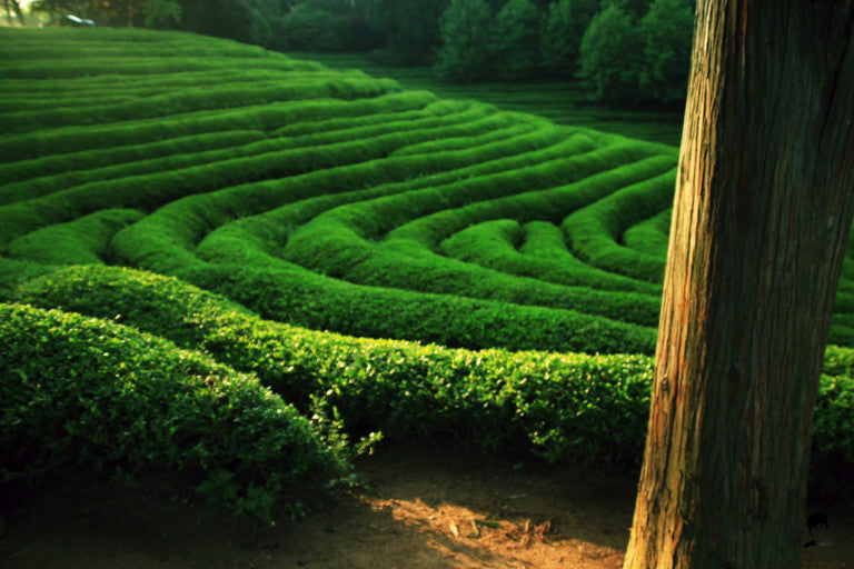 Welcome to KTea Shop – Your Destination for Premium Teas & Experiences ...